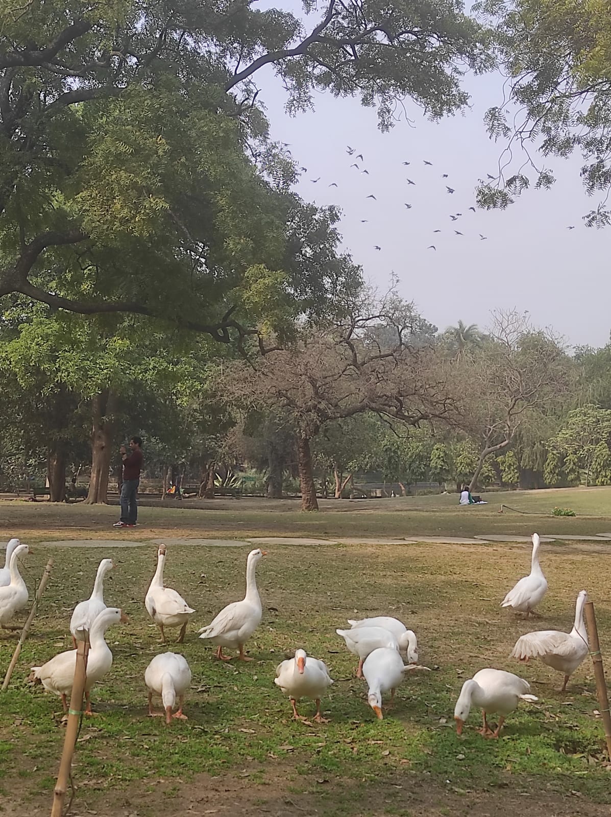 GANSOS, PROTECTORES DE LA NATURALEZA | Gorrion de Asfalto
